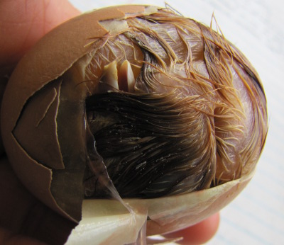 What are the reasons for dead embryos at an early incubation stage ...