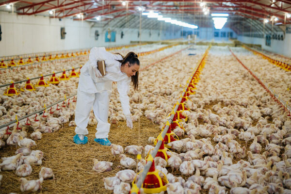Getting Started with Broiler Farming - Ecochicks Poultry Ltd